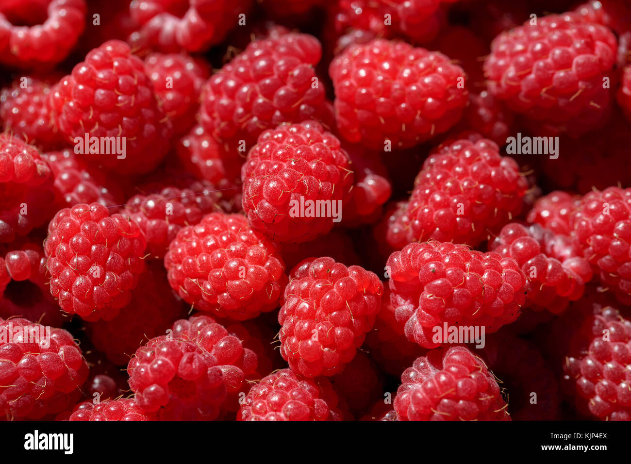 Delicious fresh and sweet red raspberries as food background. Healthy ...