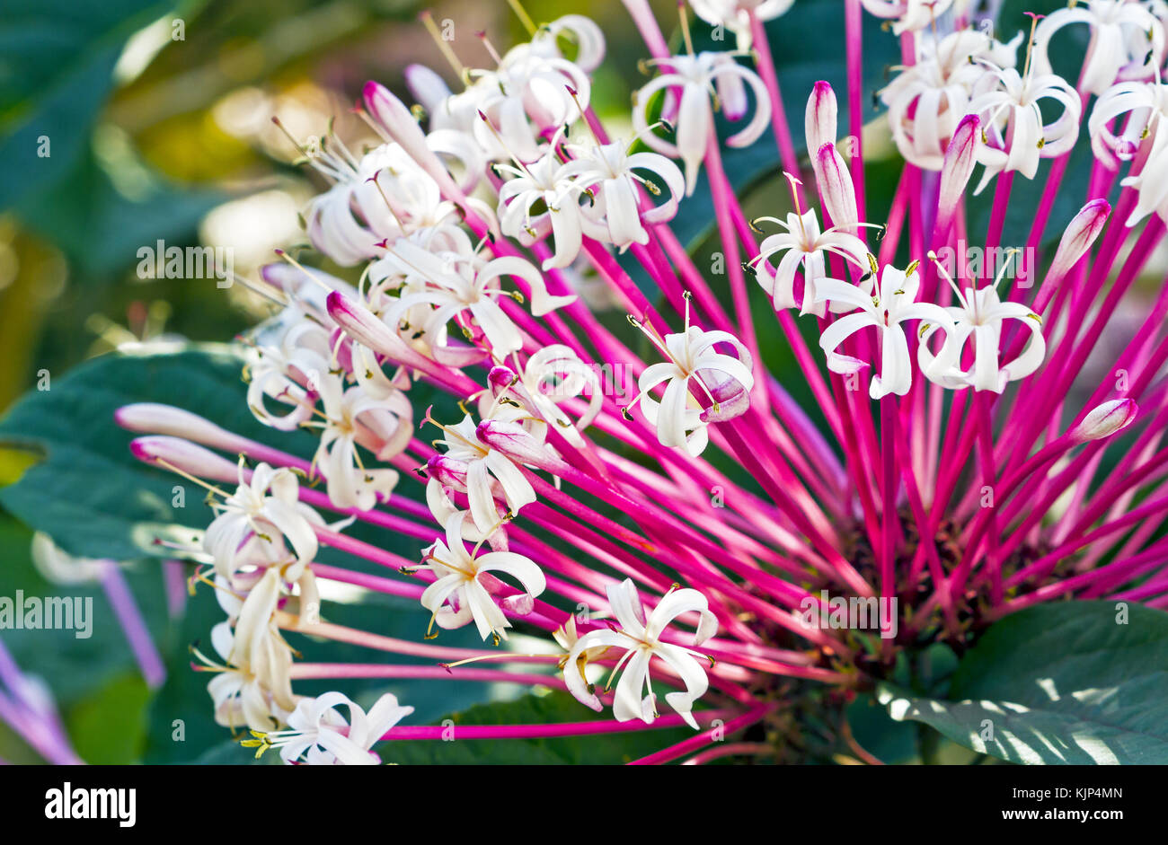 Quezonla flower - sicentific name is "Clerodendrum quadriloculare ...