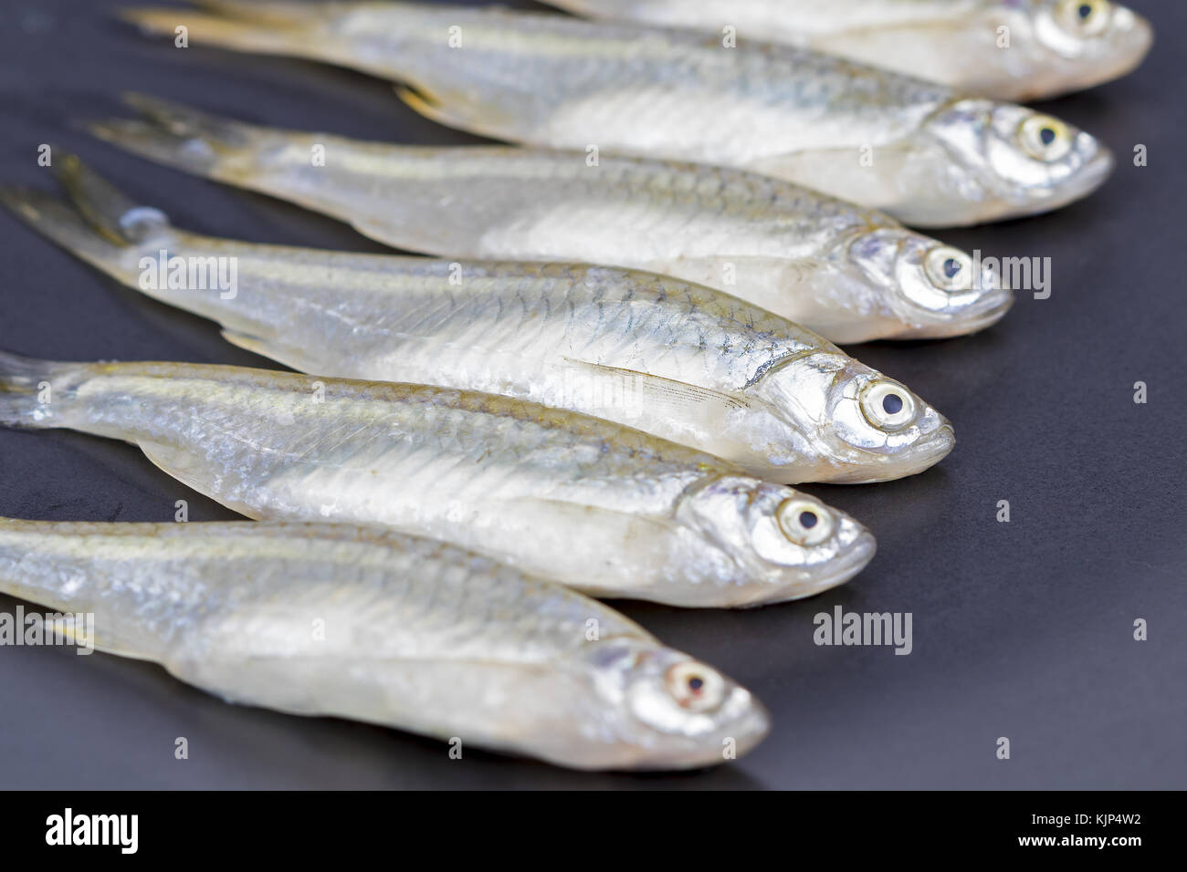 Minnow (Apollo shark) fish from nature - scientific name is "Luciosoma ...