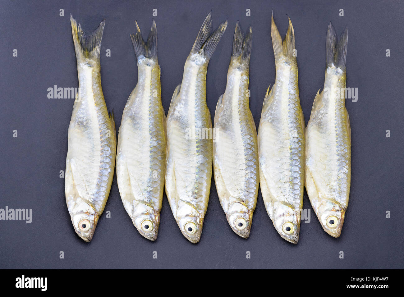 Minnow (Apollo shark) fish from nature - scientific name is "Luciosoma ...