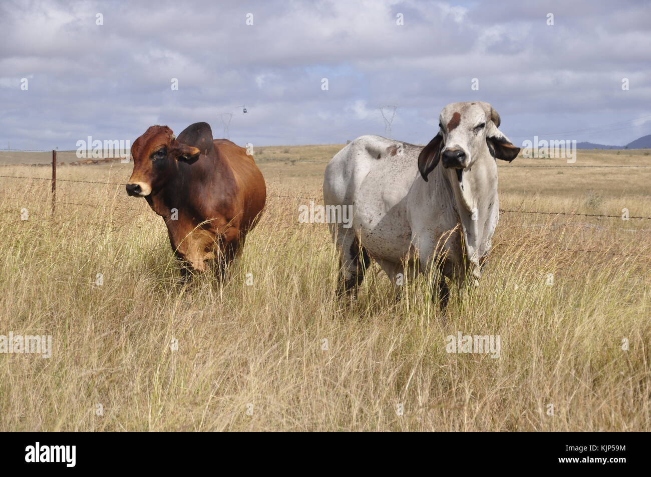 mustering cattle in Queensland Australia Stock Photo - Alamy