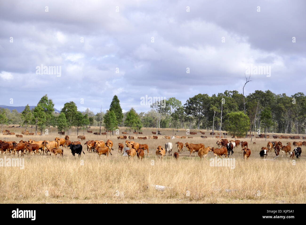 mustering cattle in Queensland Australia Stock Photo - Alamy