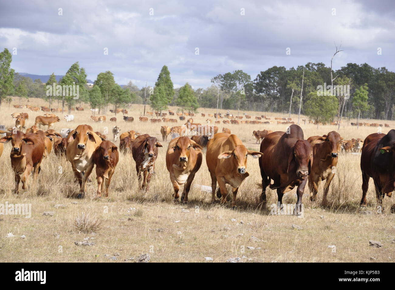 Mustering cattle in queensland australia hi-res stock photography and ...