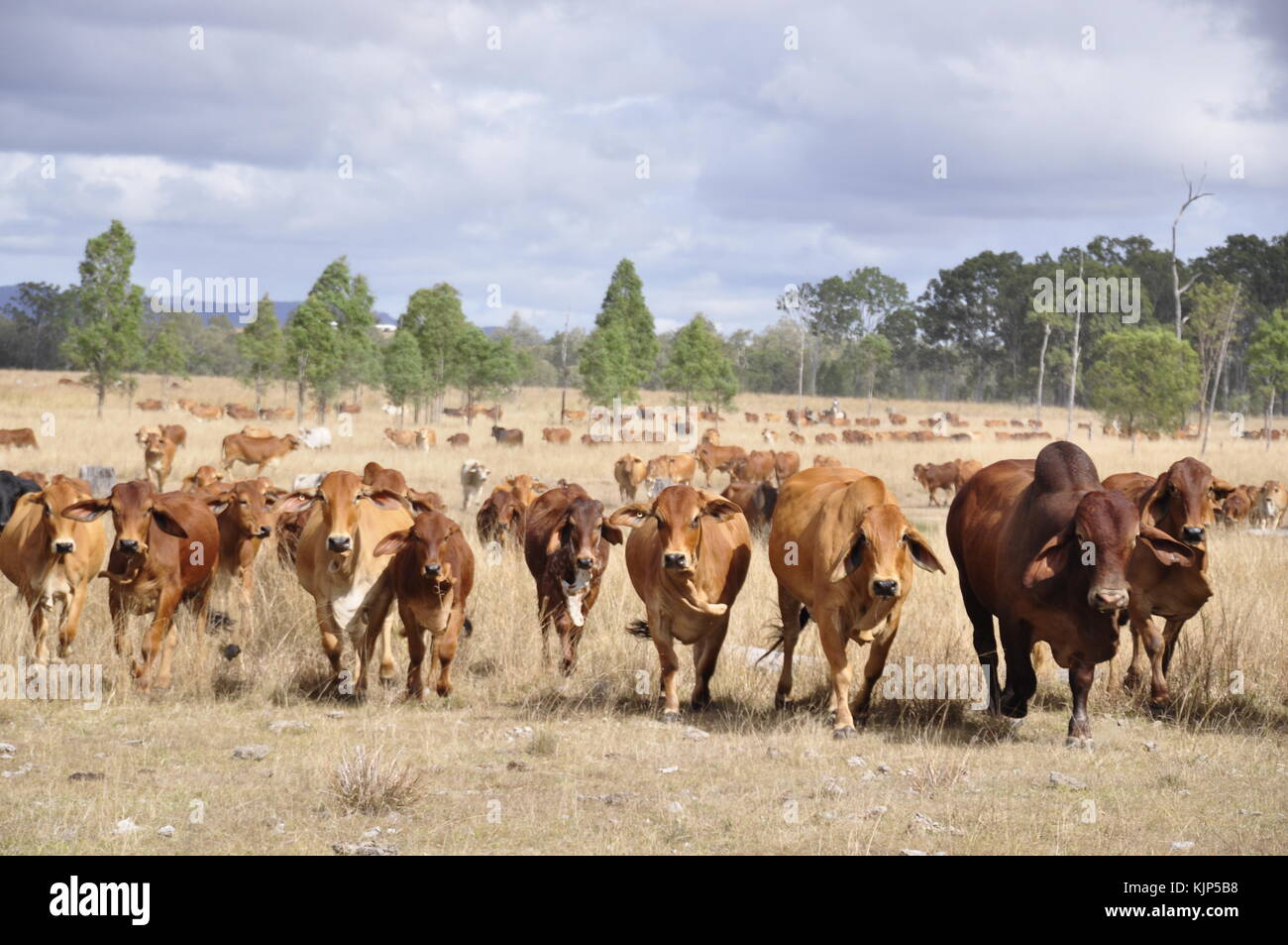 mustering cattle in Queensland Australia Stock Photo - Alamy