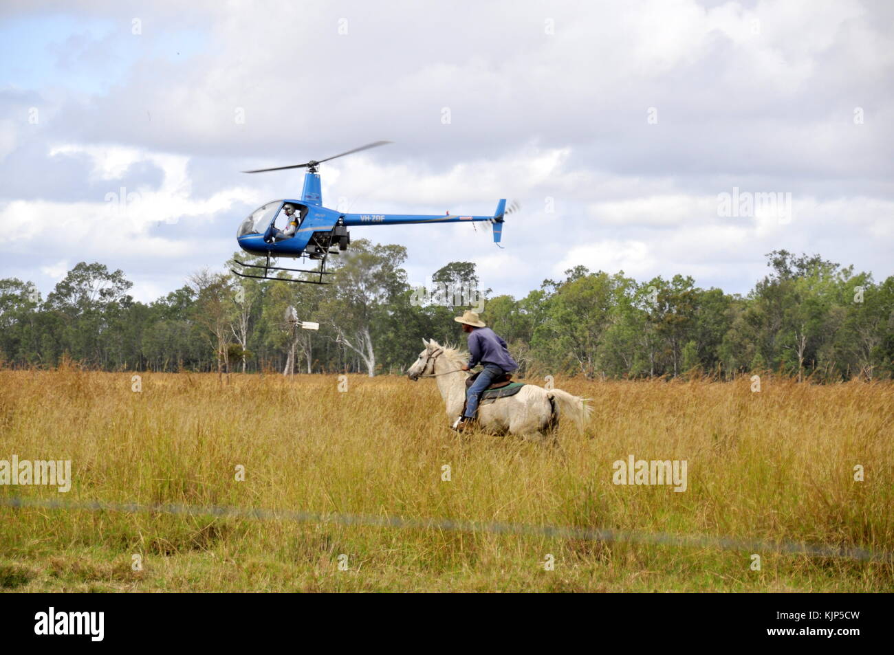 CATTLE MUSTERING BY HELICOPTER Stock Photo - Alamy