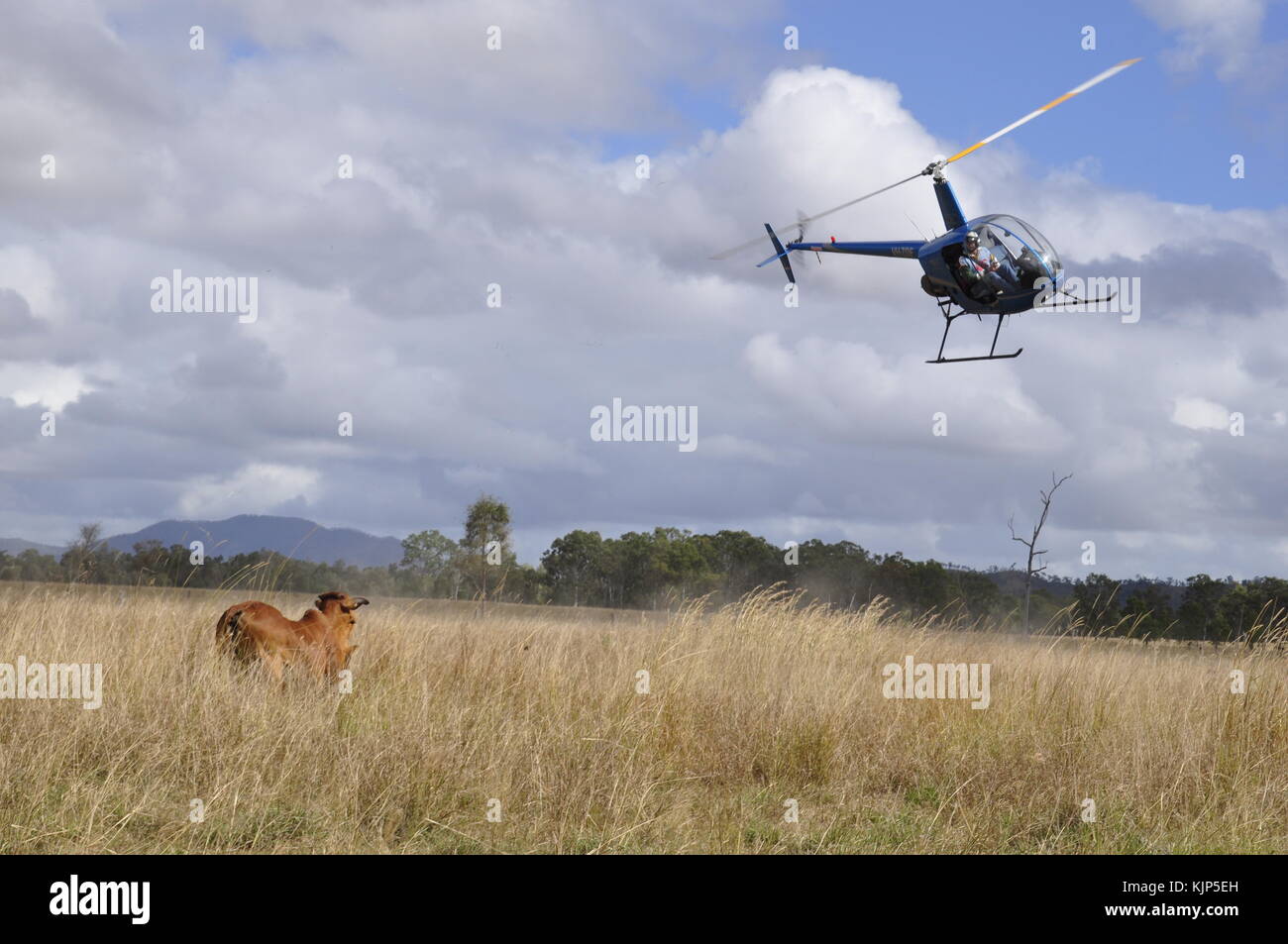 Chopper herding a runaway hi-res stock photography and images - Alamy