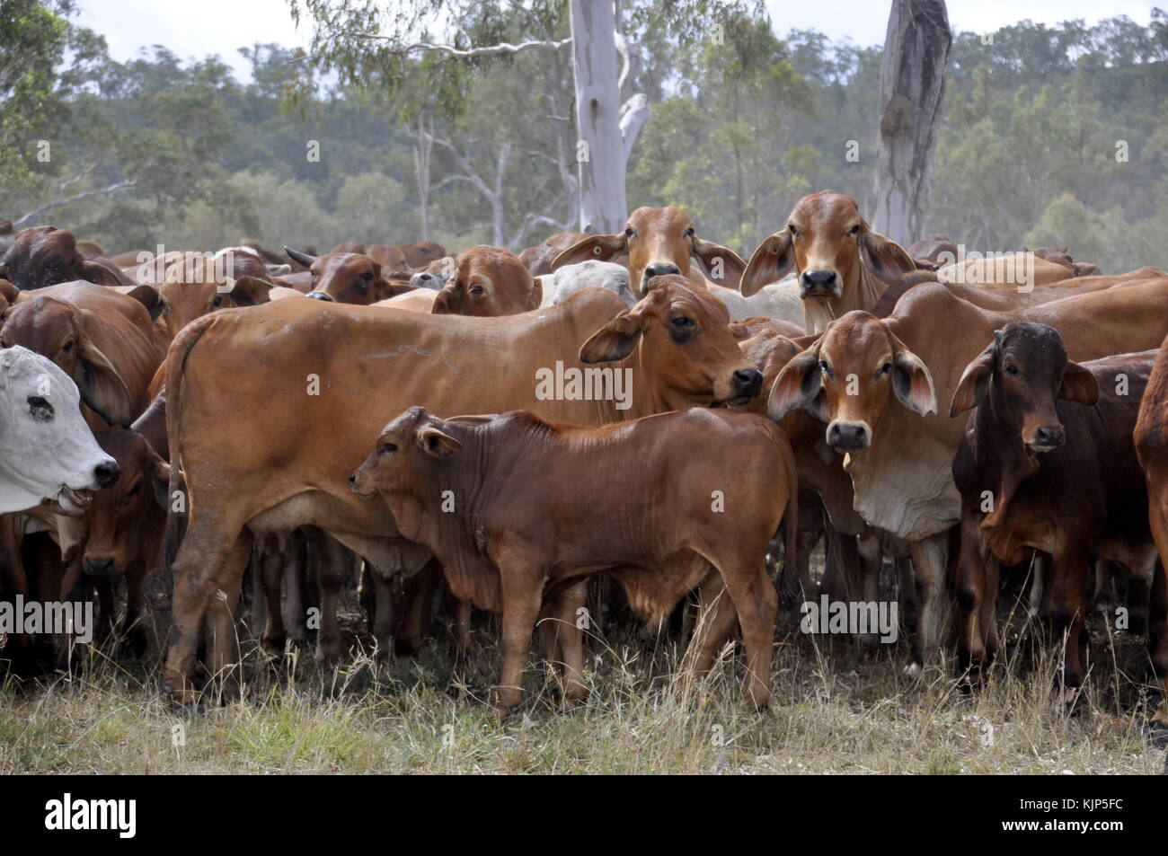 Mustering Queensland High Resolution Stock Photography and Images - Alamy