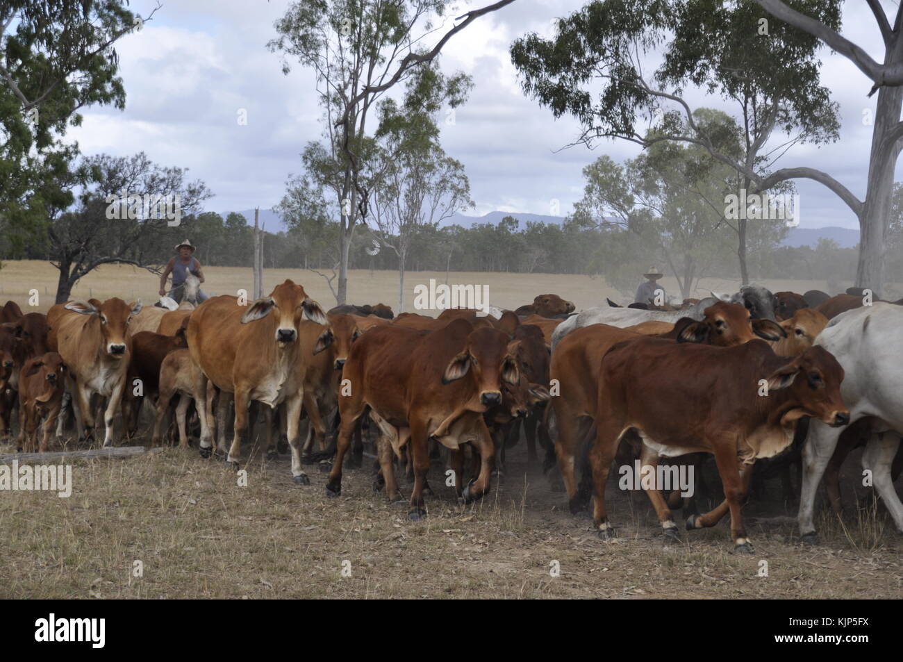 Mustering queensland hi-res stock photography and images - Alamy