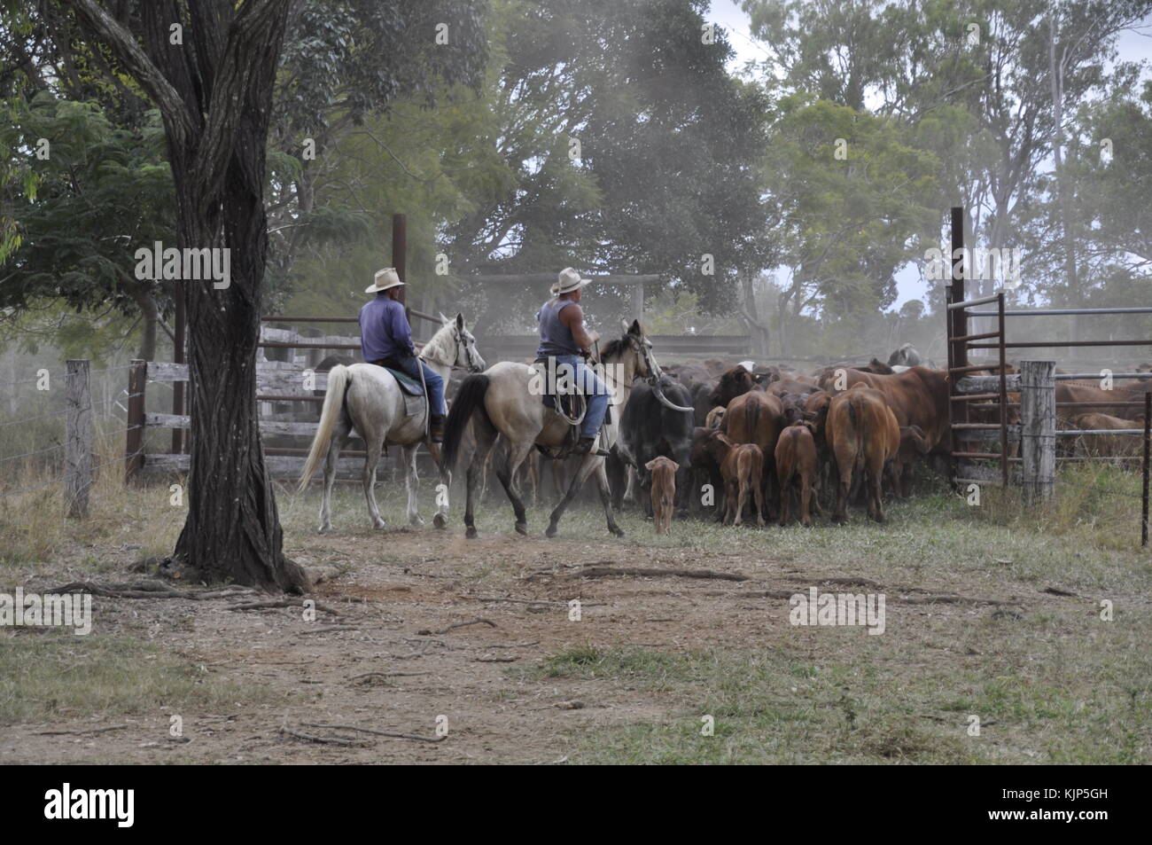 MUSTERING BY HORSE BACK AND DOGS IN OUTBACK AUSTRALIA Stock Photo - Alamy