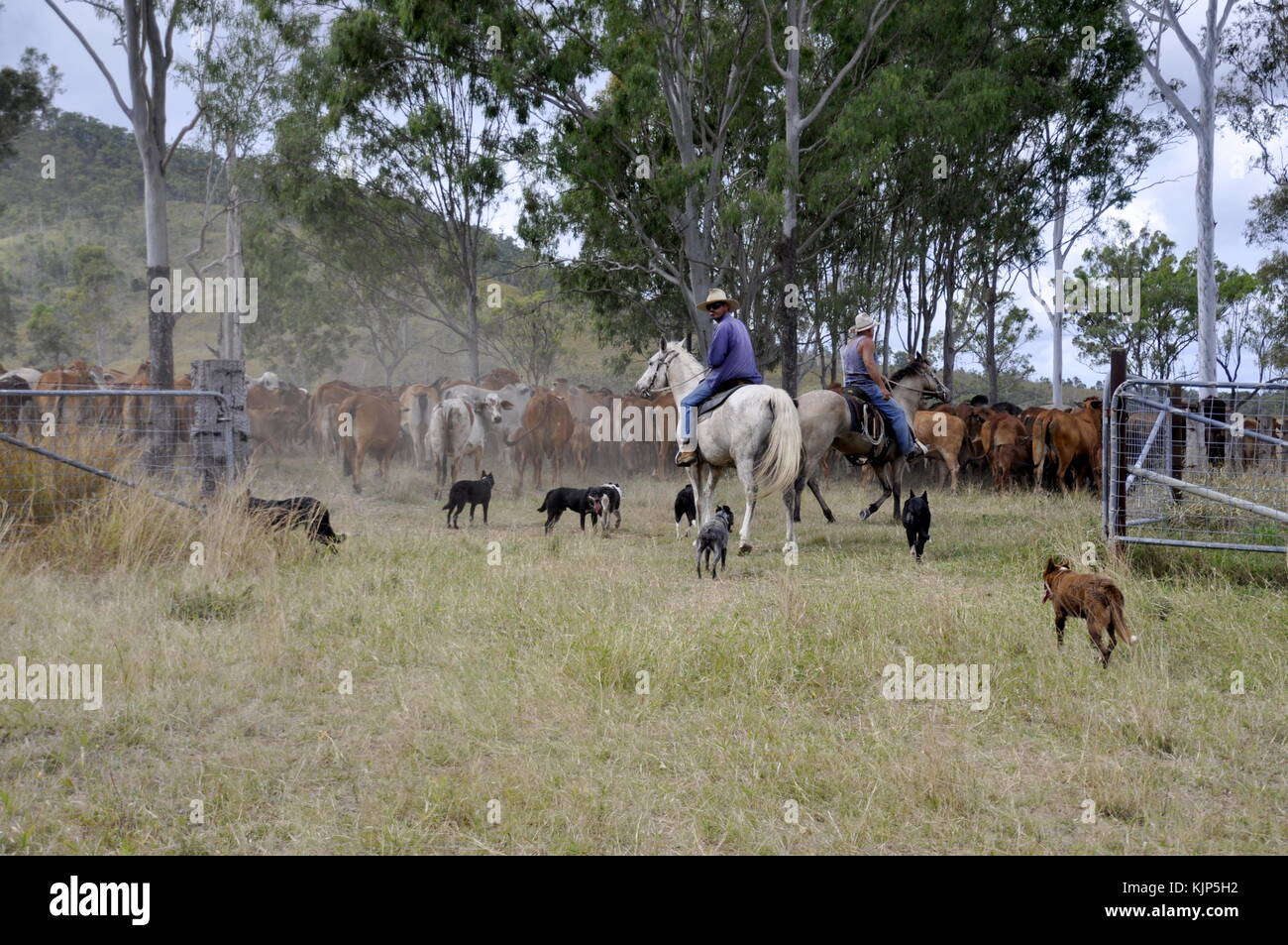 MUSTERING BY HORSE BACK AND DOGS IN OUTBACK AUSTRALIA Stock Photo - Alamy