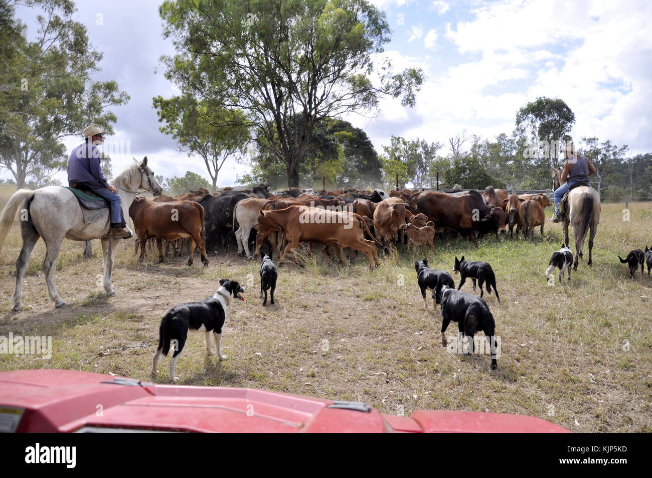 Australian cattle station working dogs hi-res stock photography and ...