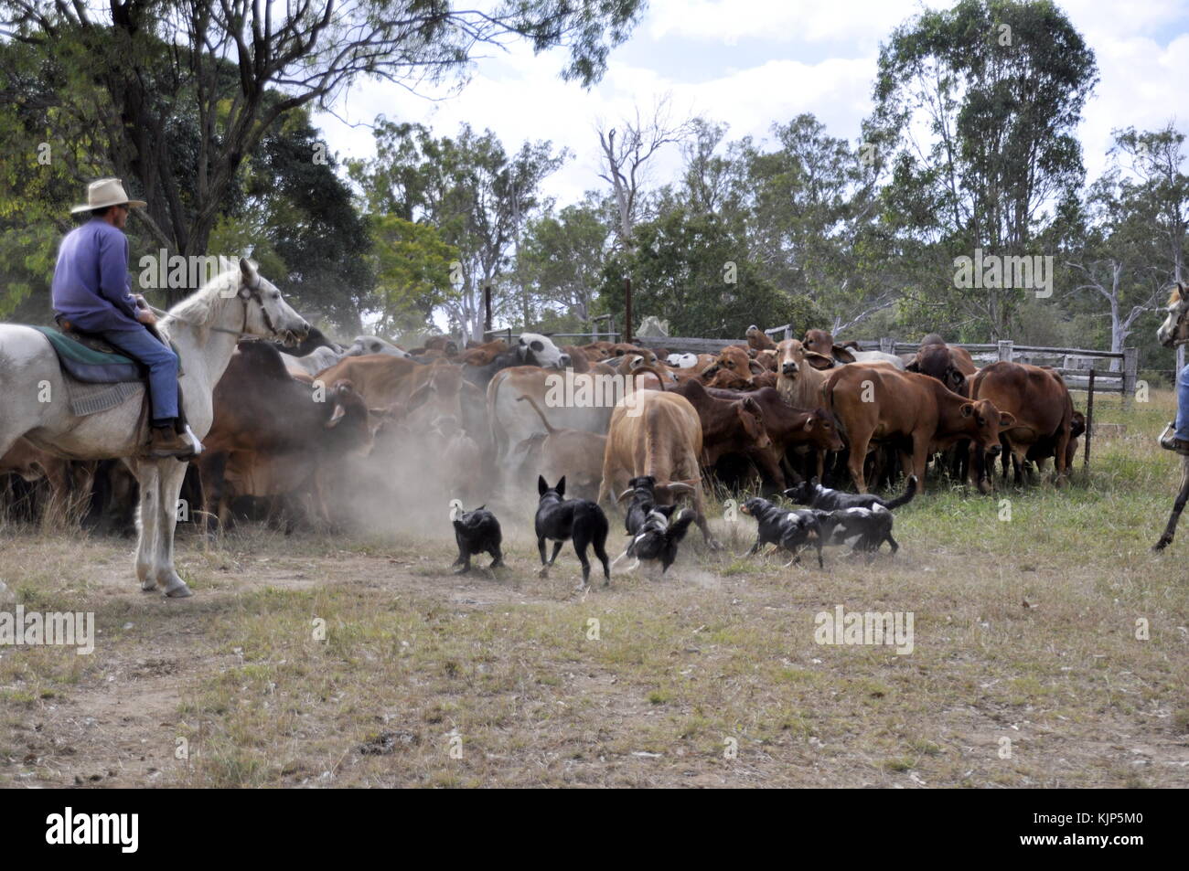 MUSTERING BY HORSE BACK AND DOGS IN OUTBACK AUSTRALIA Stock Photo - Alamy