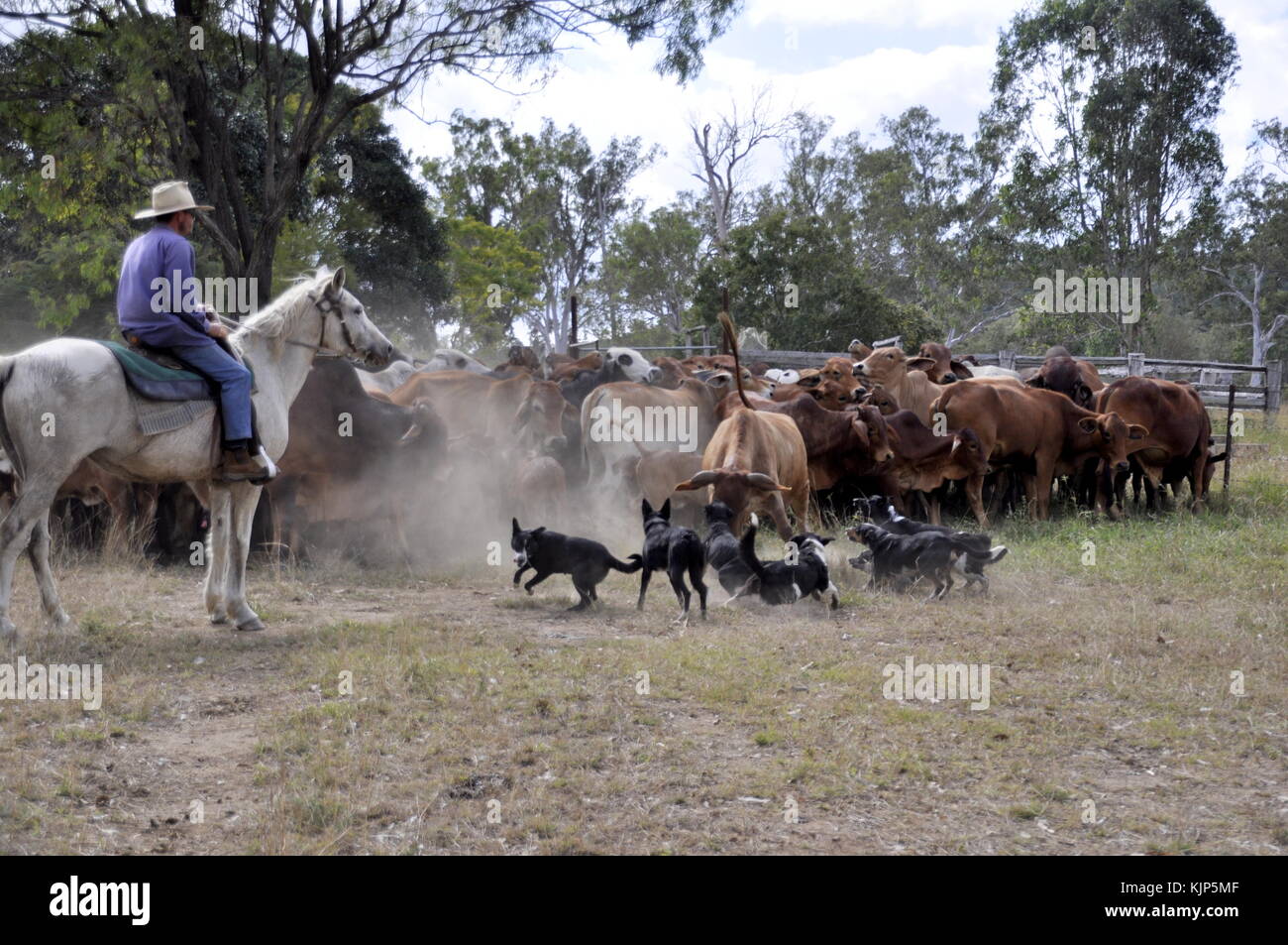 MUSTERING BY HORSE BACK AND DOGS IN OUTBACK AUSTRALIA Stock Photo - Alamy