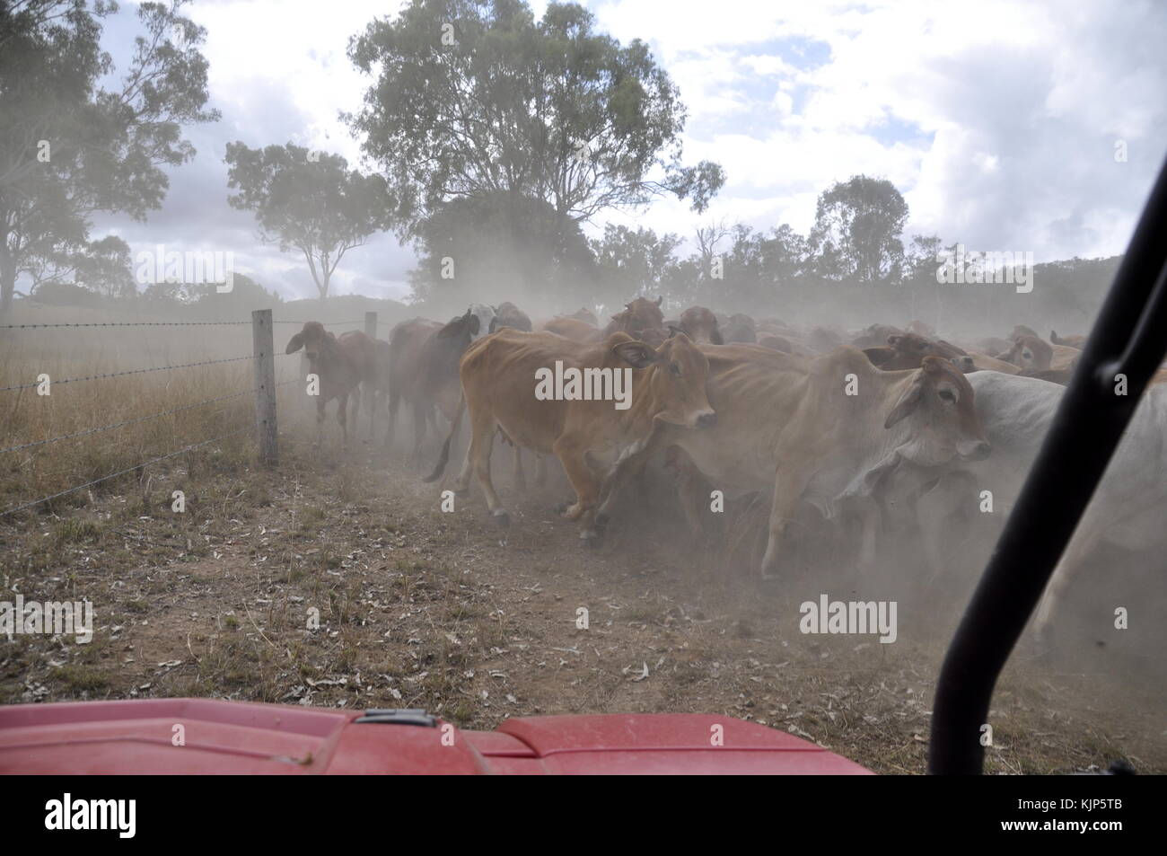 mustering cattle in Queensland Australia Stock Photo - Alamy