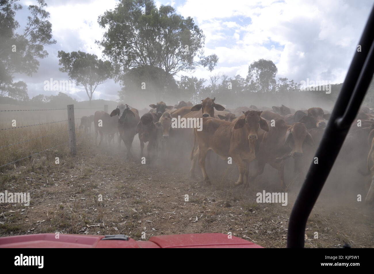 mustering cattle in Queensland Australia Stock Photo - Alamy