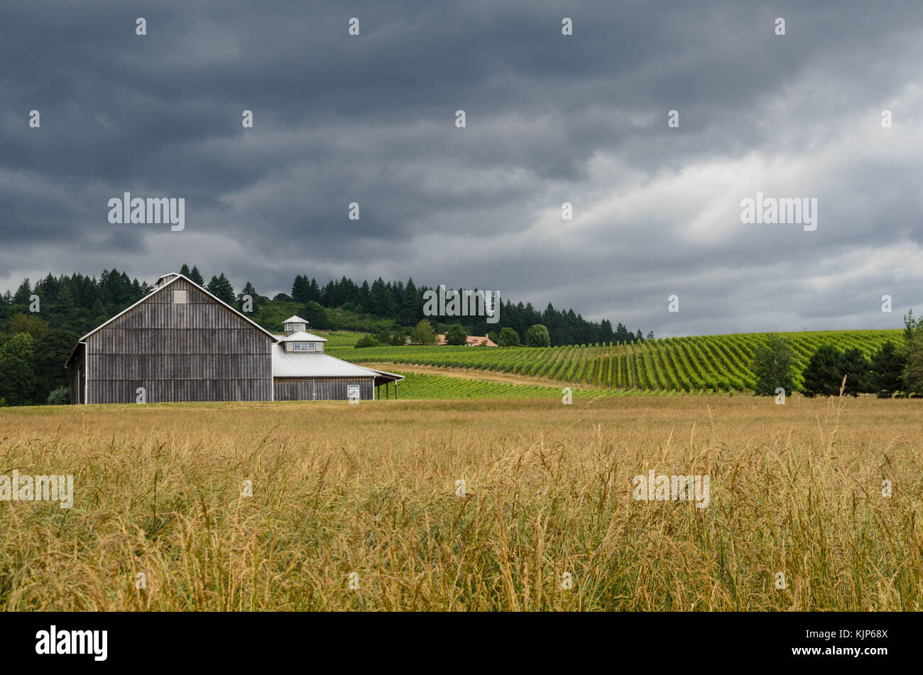 Oregon wine country, Dundee Hills Stock Photo - Alamy