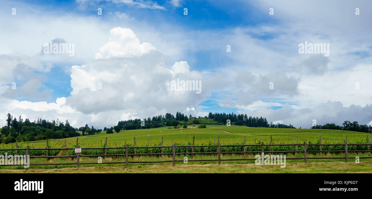 Oregon wine country, Dundee Hills Stock Photo - Alamy