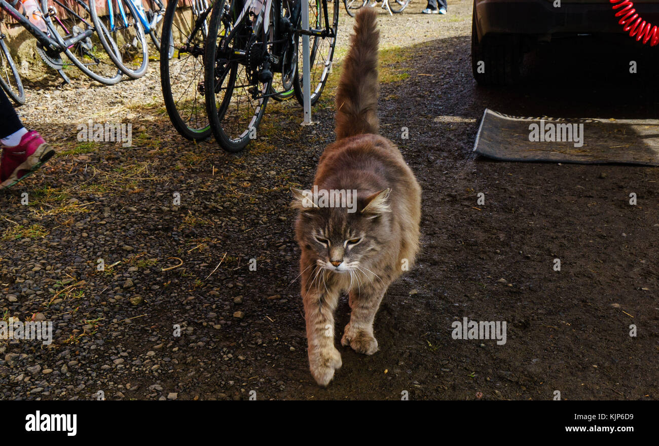 Cat walk cycle hi-res stock photography and images - Alamy