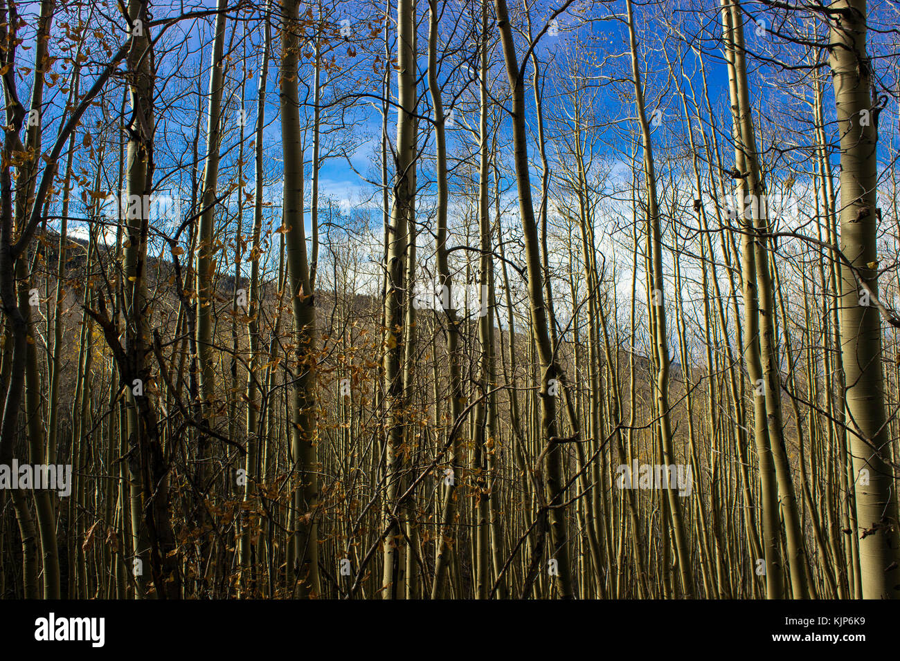 Aspens stand before the mountain and partially hide it Stock Photo - Alamy