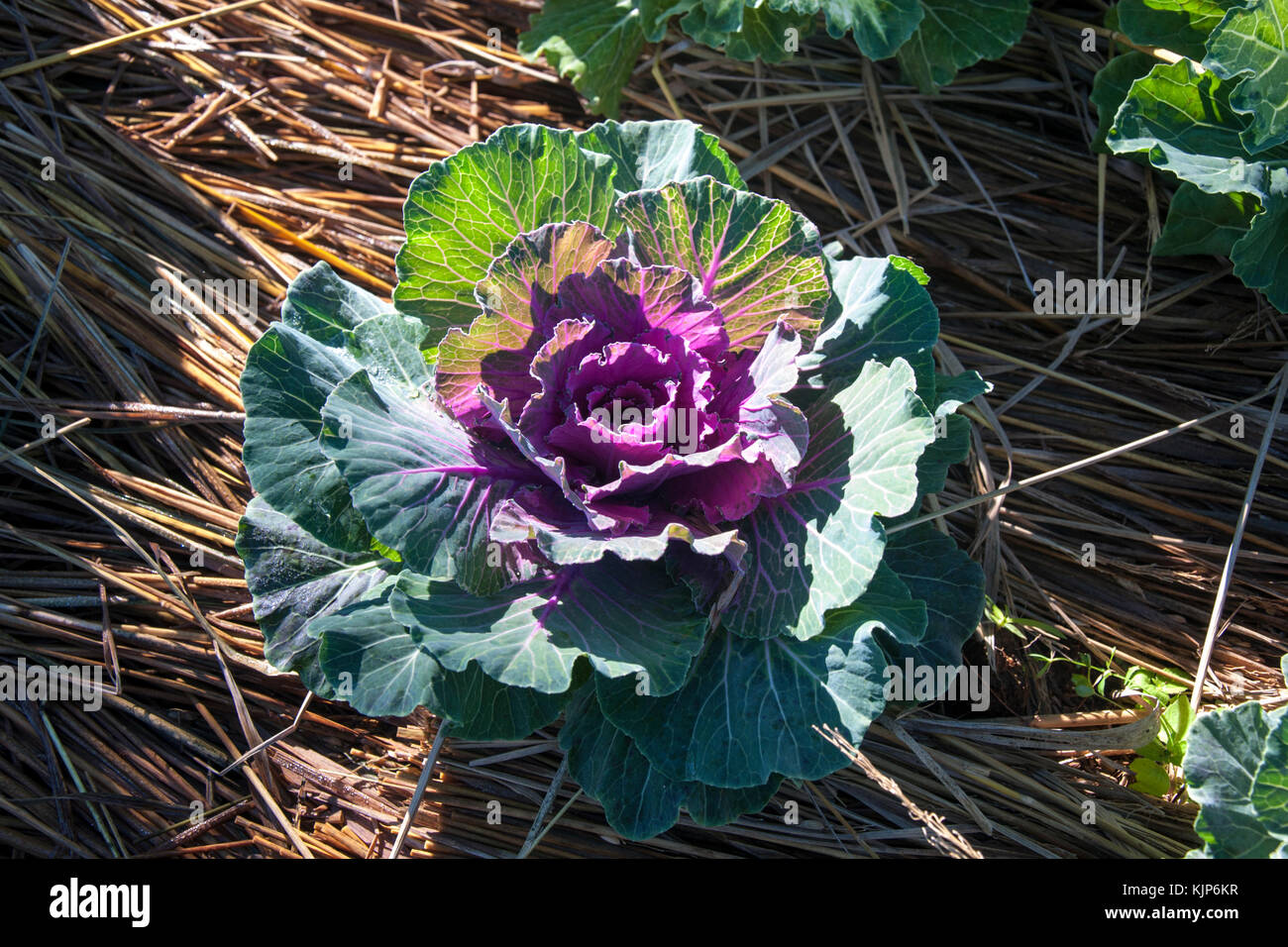 Organic Long-lived Cabbage in the garden with sunlight in northern of ...