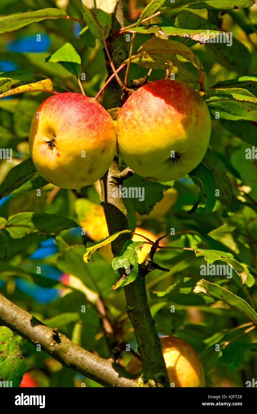 apple on a tree Stock Photo - Alamy