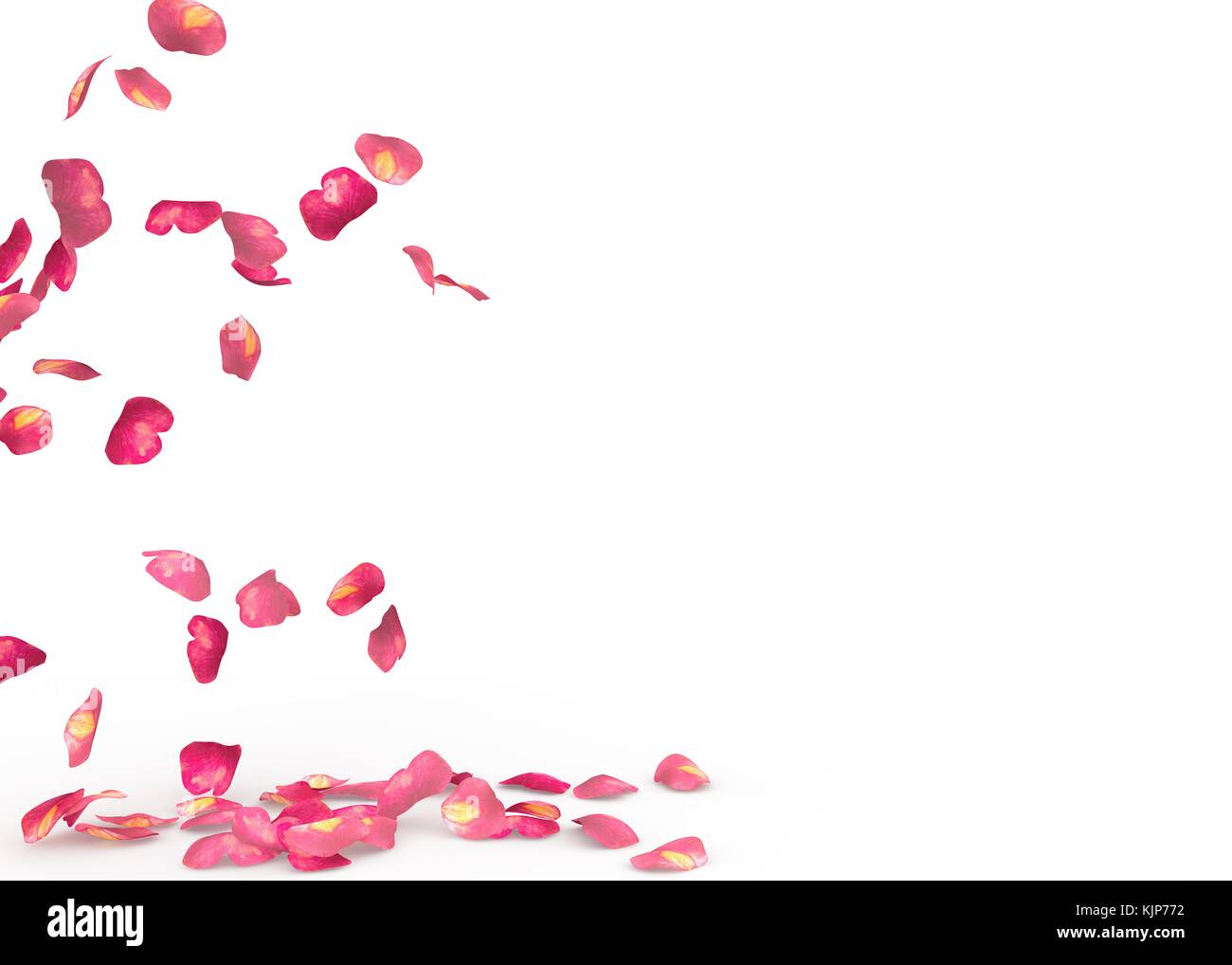 Rose petals fall to the floor. Isolated background Stock Photo - Alamy