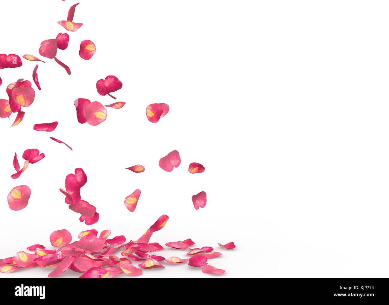 Rose petals fall to the floor. Isolated background Stock Photo - Alamy