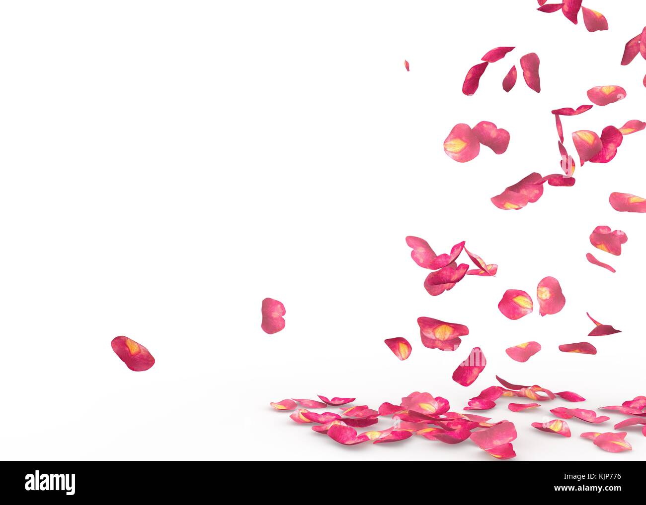 Rose petals fall to the floor. Isolated background Stock Photo - Alamy