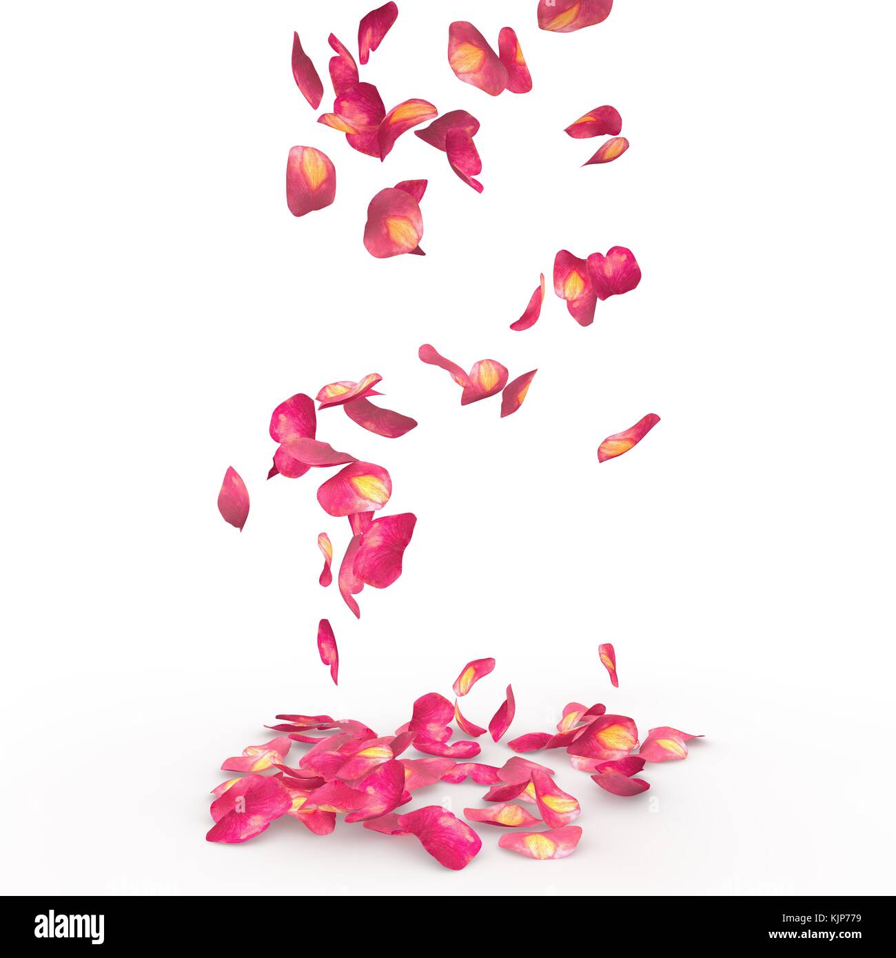 Rose petals fall to the floor. Isolated background Stock Photo - Alamy