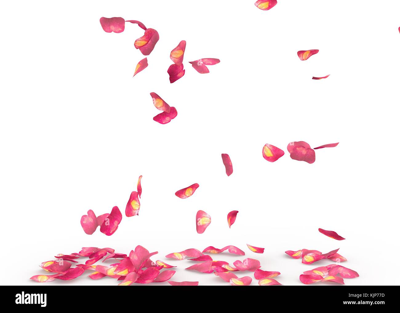 Rose petals fall to the floor. Isolated background Stock Photo - Alamy