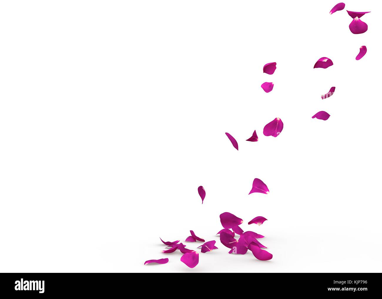 Purple rose petals fall to the floor. Isolated background Stock Photo ...