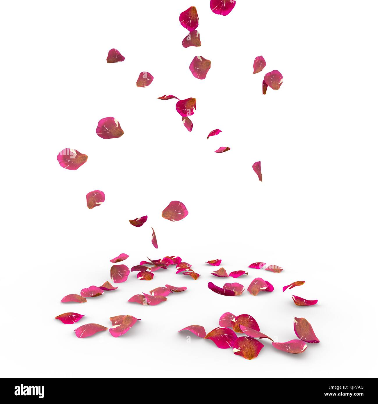 Rose petals fall to the floor. Isolated background Stock Photo - Alamy