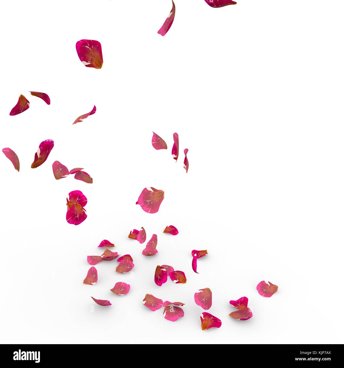 Rose petals fall to the floor. Isolated background Stock Photo - Alamy