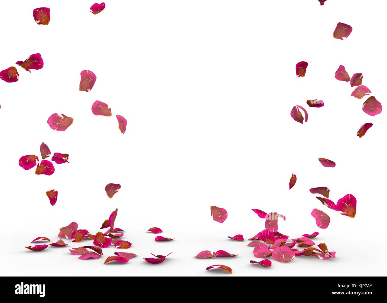 Rose petals fall to the floor. Isolated background Stock Photo - Alamy