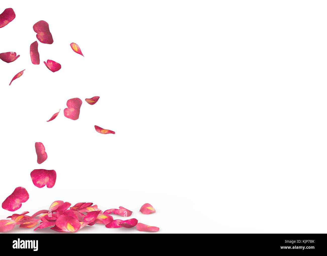 Rose petals fall to the floor. Isolated background Stock Photo - Alamy