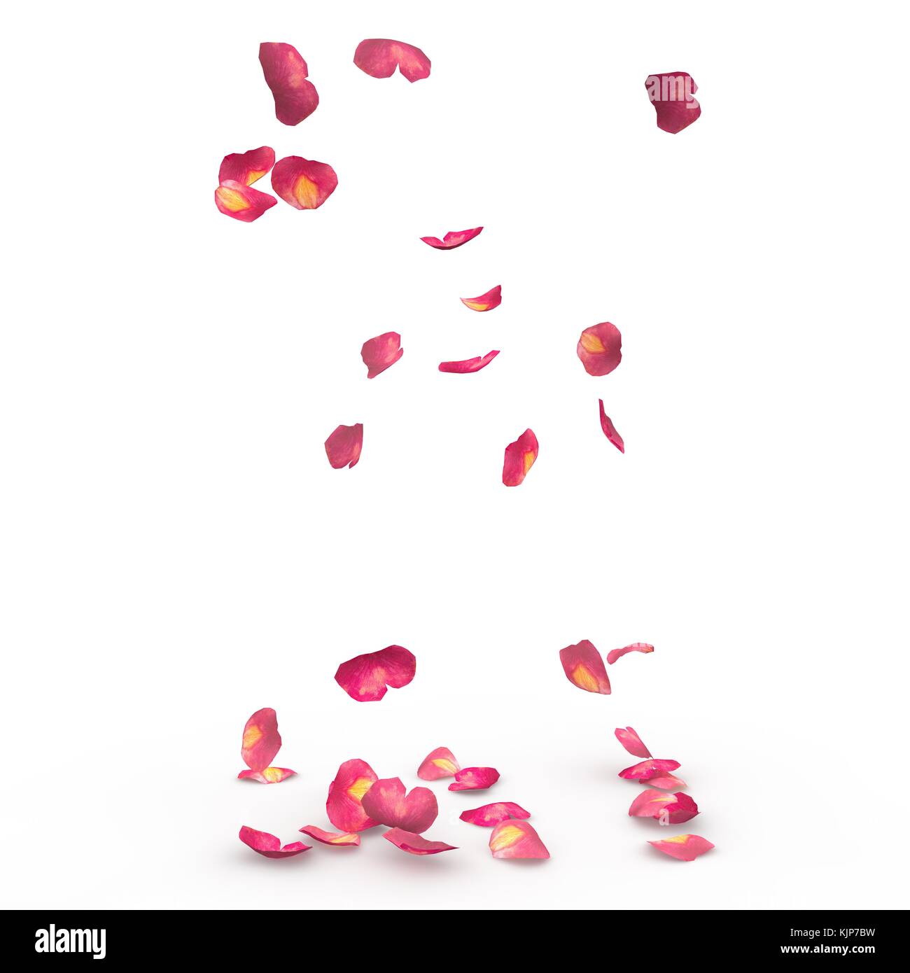 Rose petals fall to the floor. Isolated background Stock Photo - Alamy