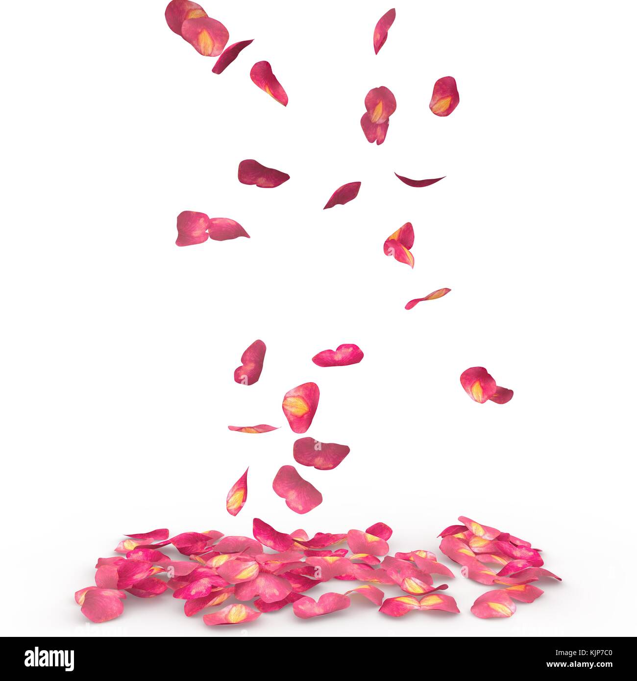 Rose petals fall to the floor. Isolated background Stock Photo - Alamy