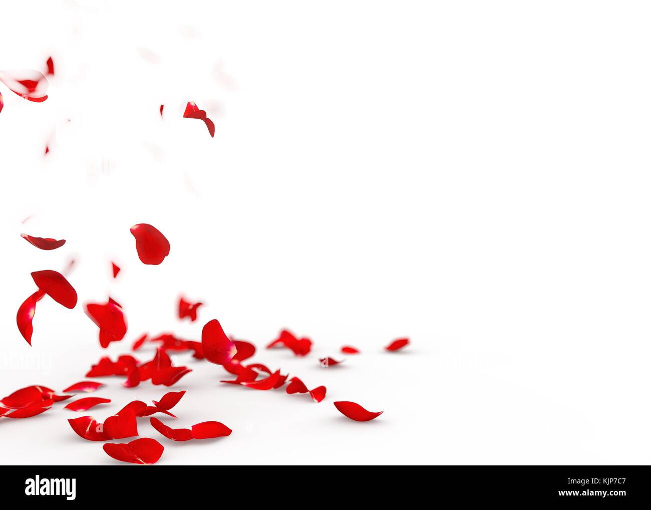 Red rose petals fall to the floor. Blurred the background. Isolated on ...