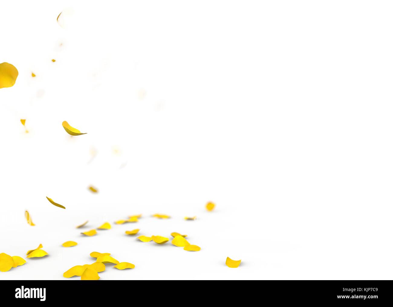 Yellow rose petals fall to the floor. Blurred the background. Isolated ...