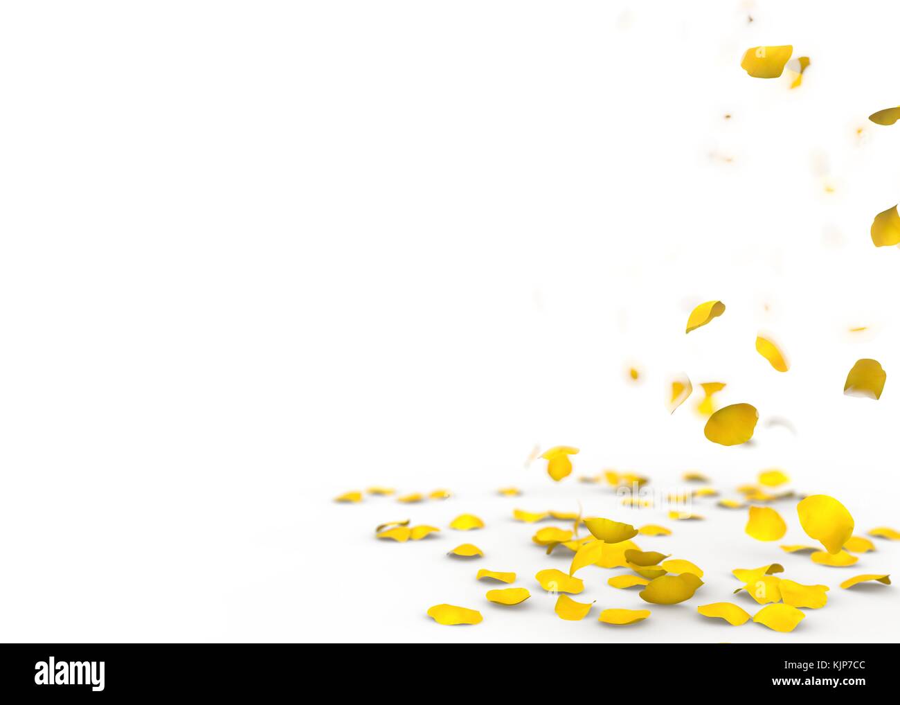 Yellow rose petals fall to the floor. Blurred the background. Isolated ...