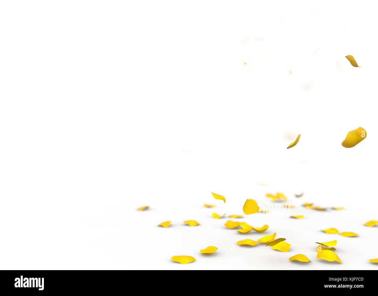 Yellow rose petals fall to the floor. Blurred the background. Isolated ...