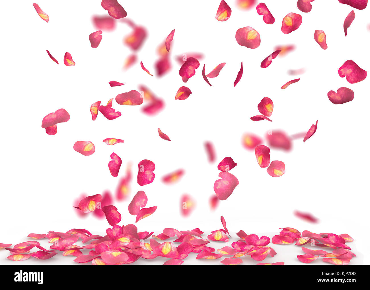 Rose petals fall to the floor. Isolated background. Blurred background ...