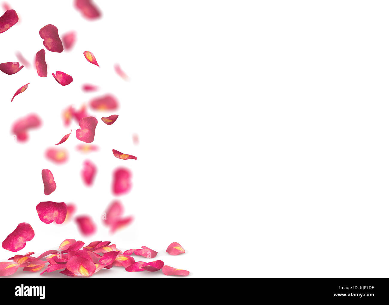 Rose petals fall to the floor. Isolated background. Blurred background ...