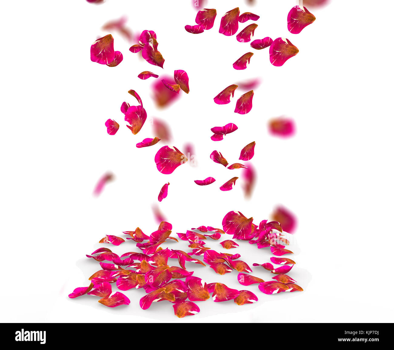 Rose petals fall to the floor. Isolated background. Blurred background ...