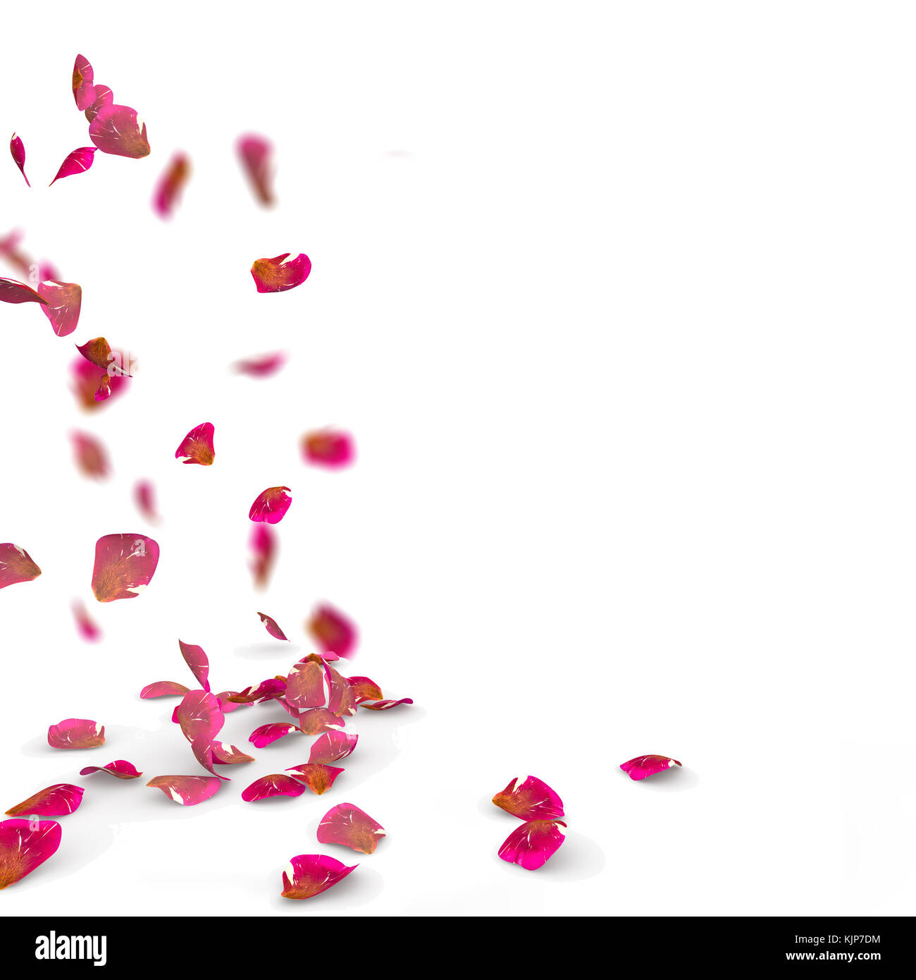 Rose petals fall to the floor. Isolated background. Blurred background ...
