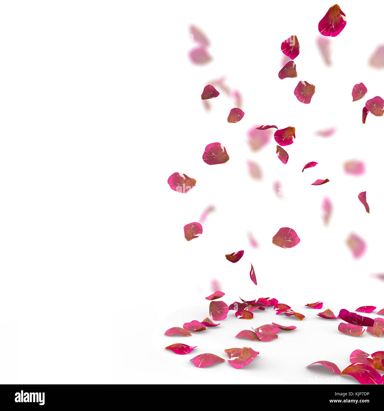 Rose petals fall to the floor. Isolated background. Blurred background ...