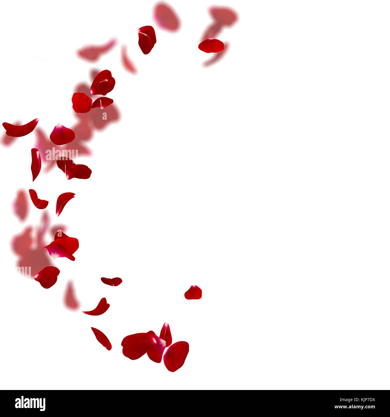 Photo realistic rose petals Cut Out Stock Images & Pictures - Alamy