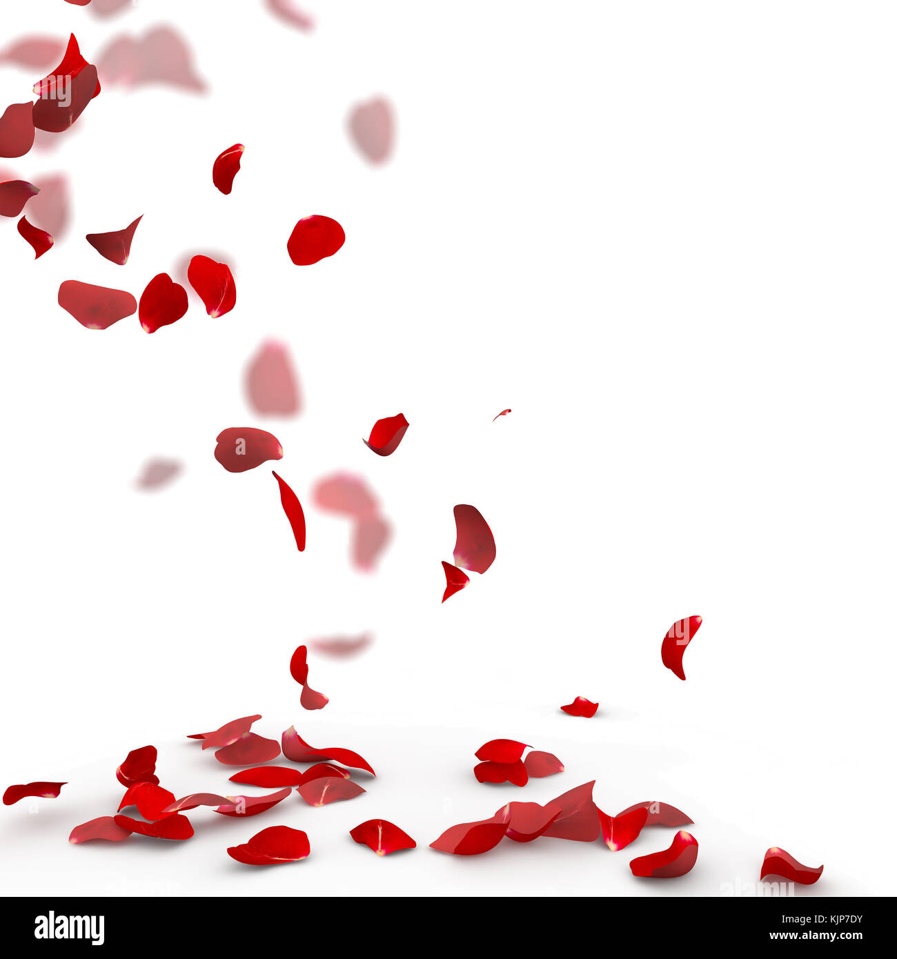 Rose petals fall to the floor. Isolated background. Blurred background ...