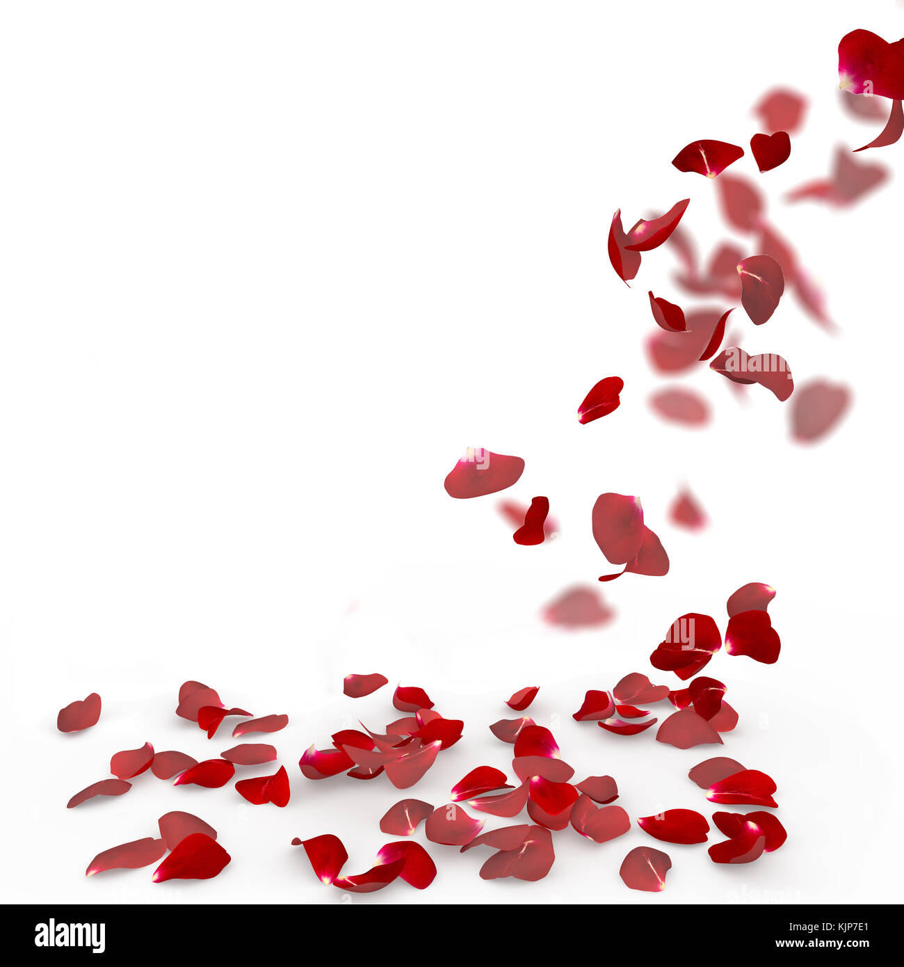 Rose petals fall to the floor. Isolated background. Blurred background ...