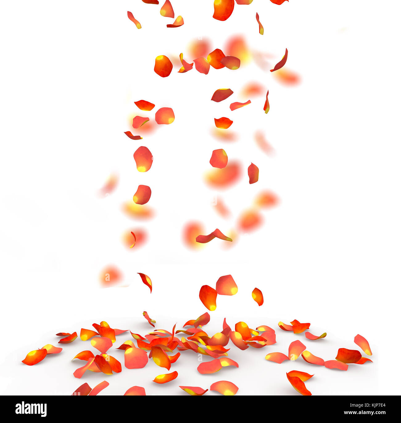 Rose petals fall to the floor. Isolated background Stock Photo - Alamy